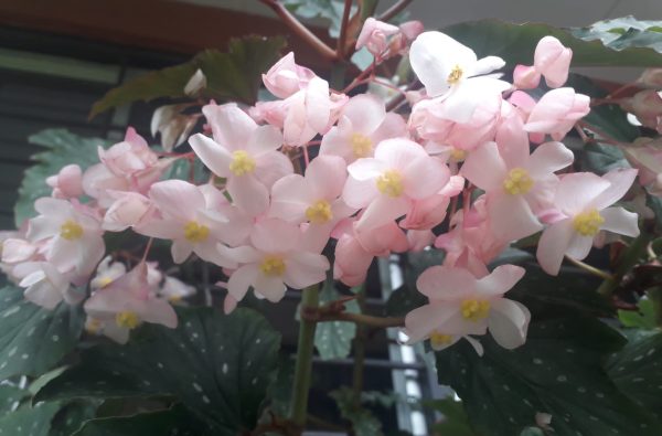 Firmina - Histori-se