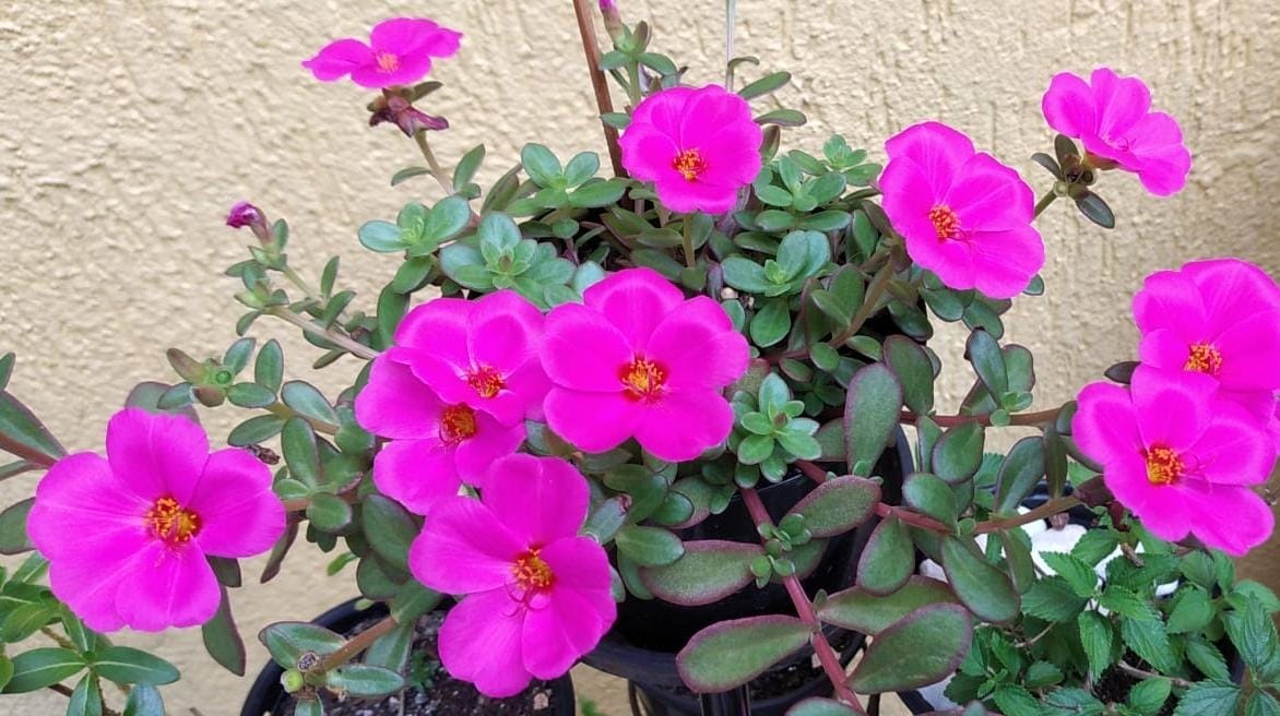 Firmina - Histori-se