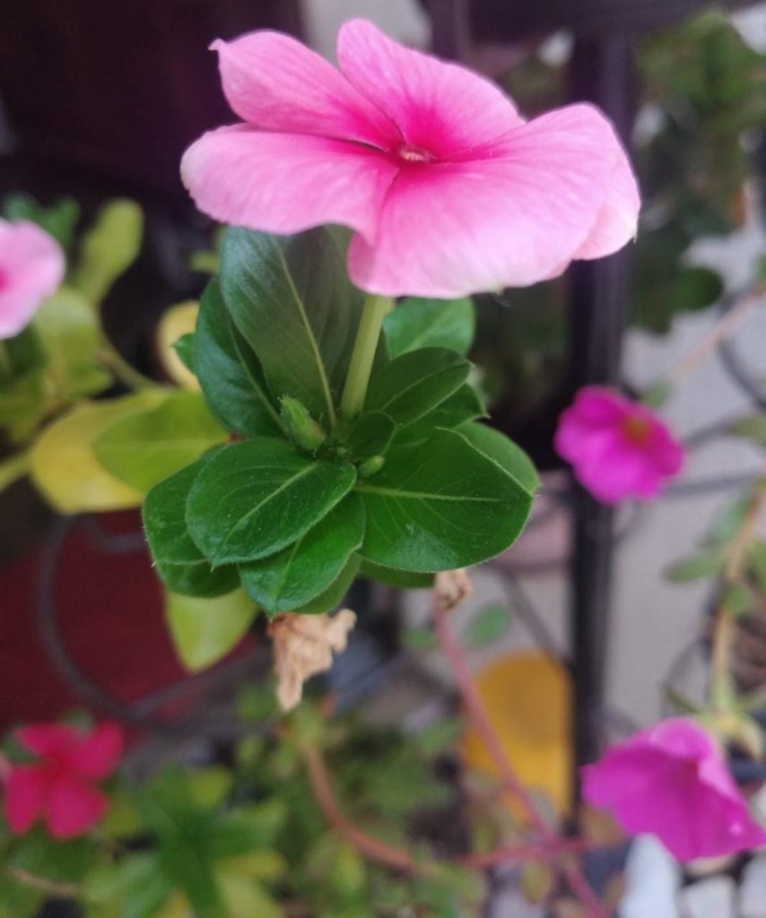 Firmina - Histori-se